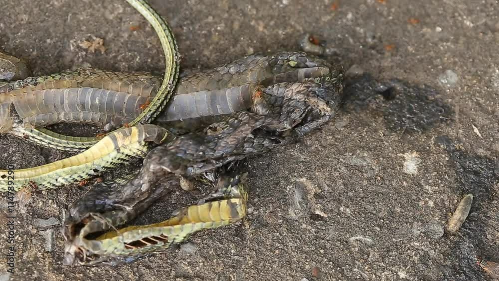 Remains of dead snakes.With flies and maggots inside. Stock Video ...