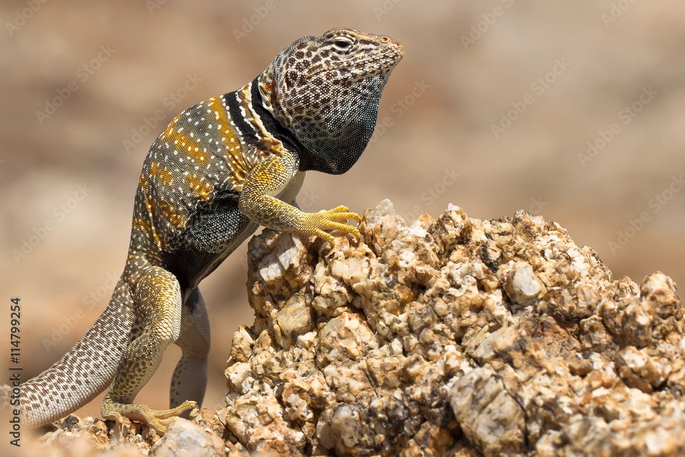 Western Collared Lizard