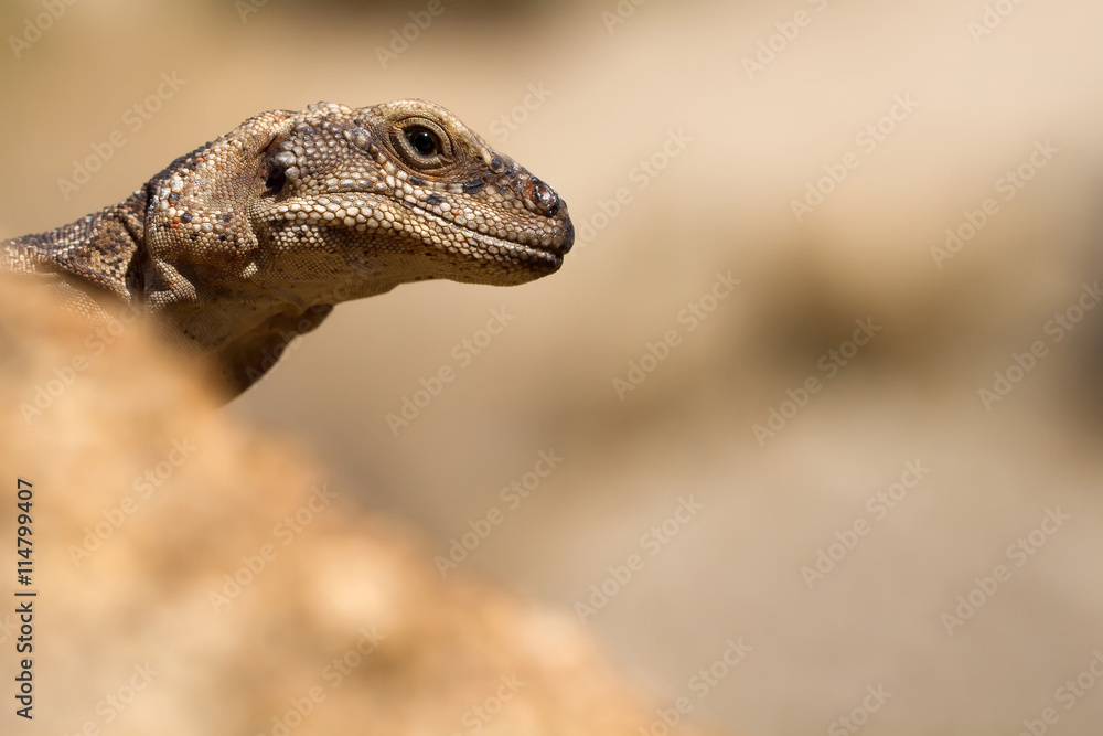 Chuckwallas are large lizards found primarily in arid regions of the ...