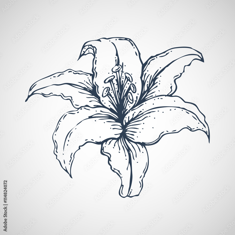 lilies Vector hand drawn Stock Vector | Adobe Stock