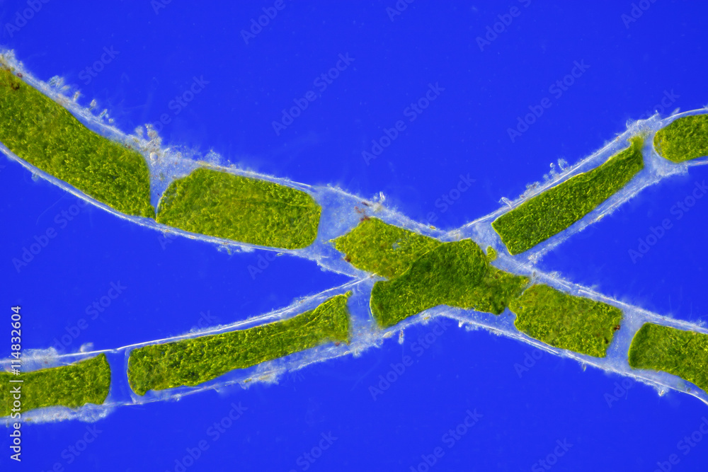 Cladophora Algae Cell