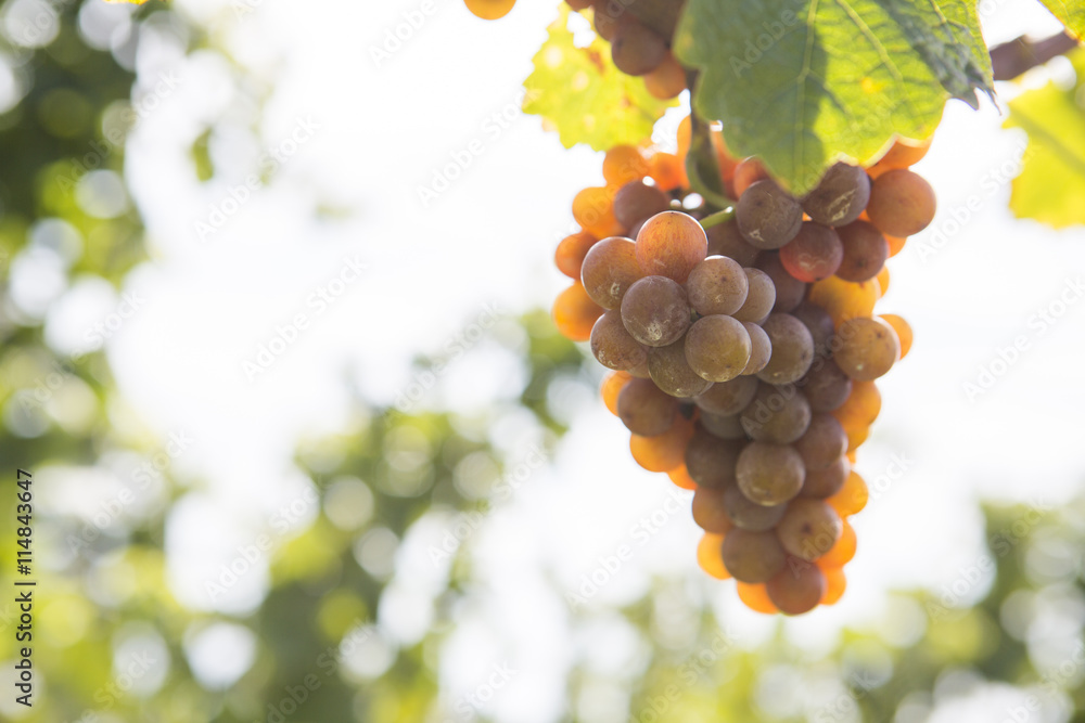 Helle Trauben Stock-Foto | Adobe Stock