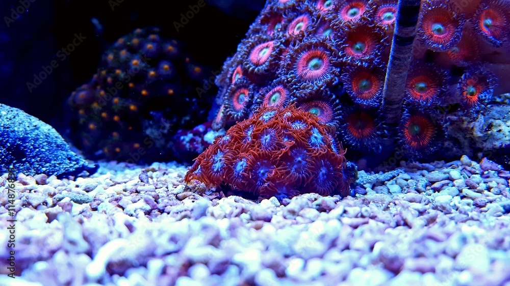 Red blue zoanthids colony Stock Photo | Adobe Stock
