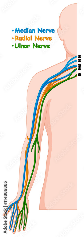 Different nerve system in human arm Stock Vector | Adobe Stock