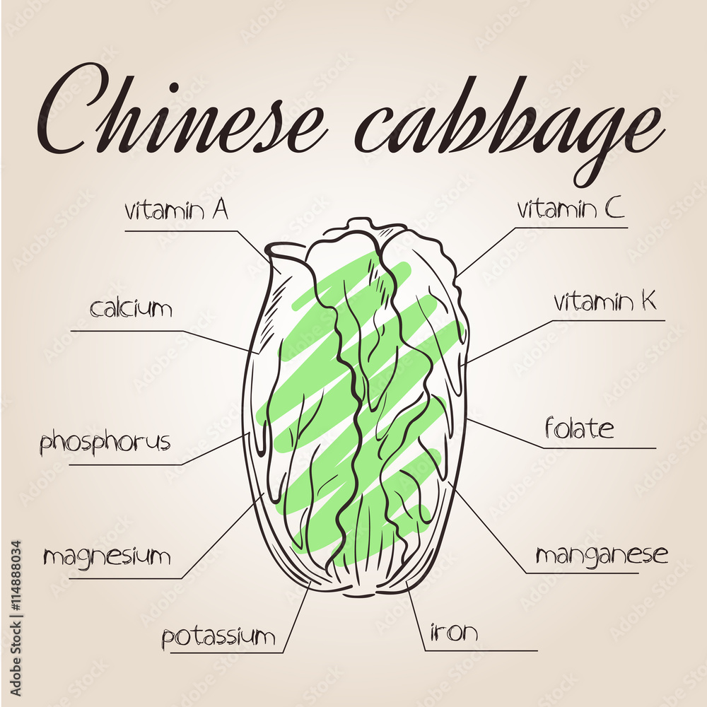 vector illustration of nutrients list for chinese cabbage Stock Vector ...