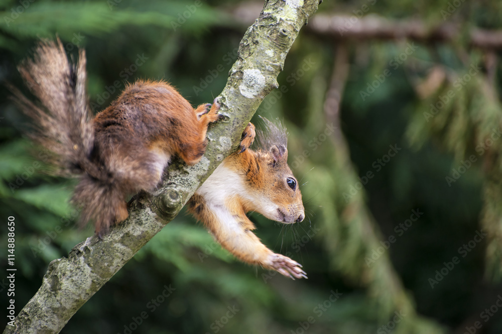 Beautiful red squirrel playing in tree trying to reach food Stock Photo ...