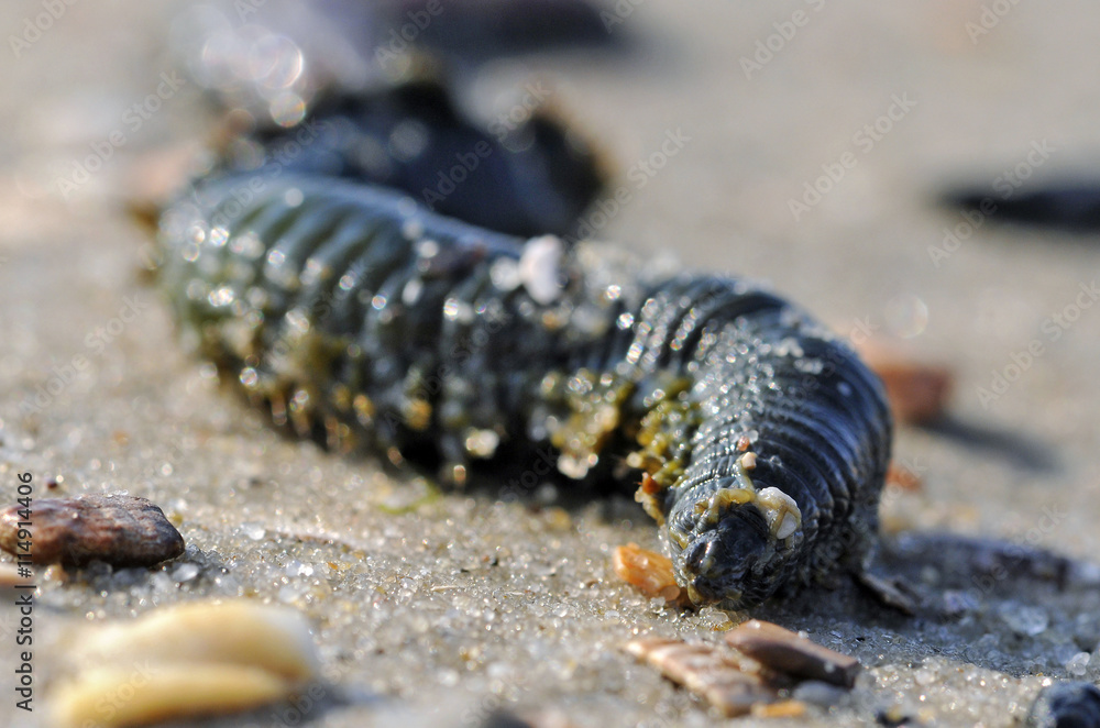 Wattwurm Stock-Foto | Adobe Stock