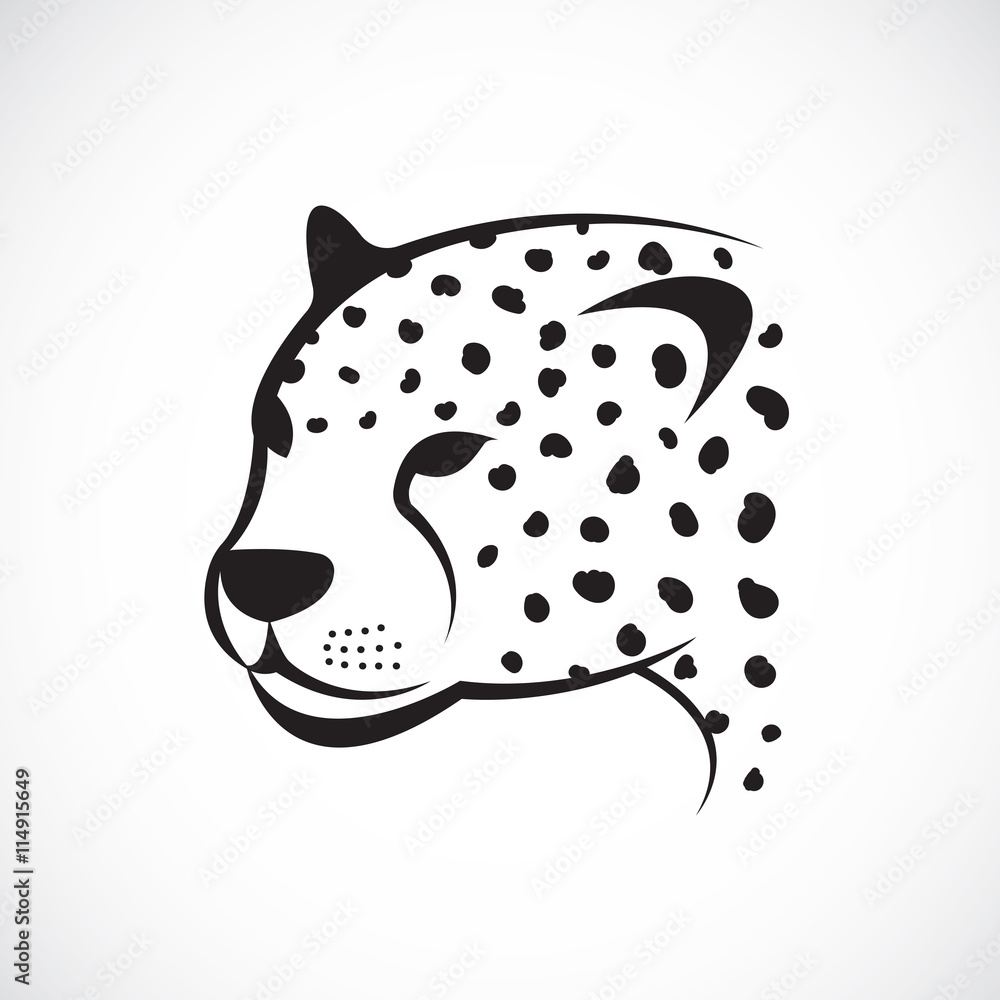 Vector image of an cheetah face on white background. Vector chee Stock ...