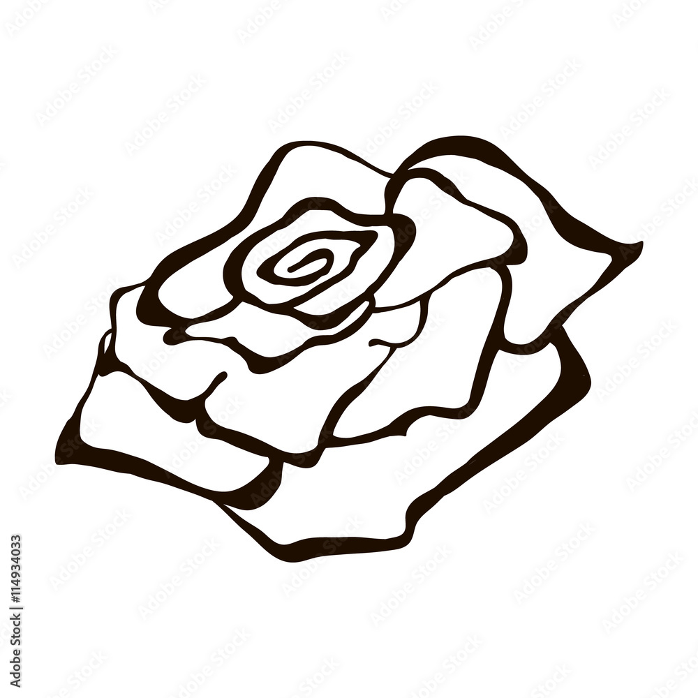Vector illustration of flower. Hand drawn black rose isolated on the ...