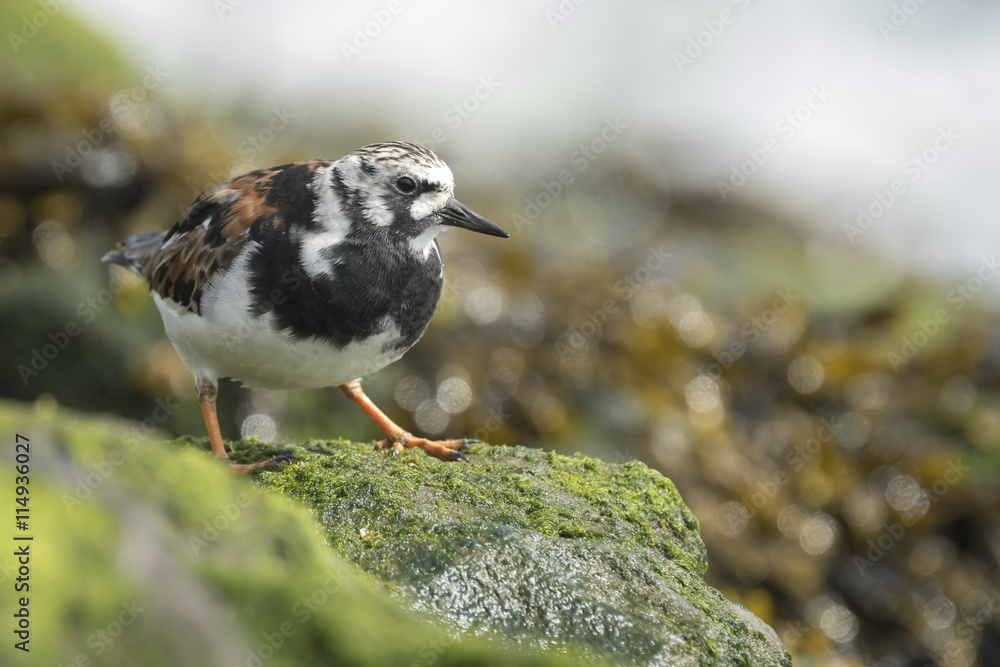 Ruddy turnstone wading bird, Arenaria interpres, foraging in between ...