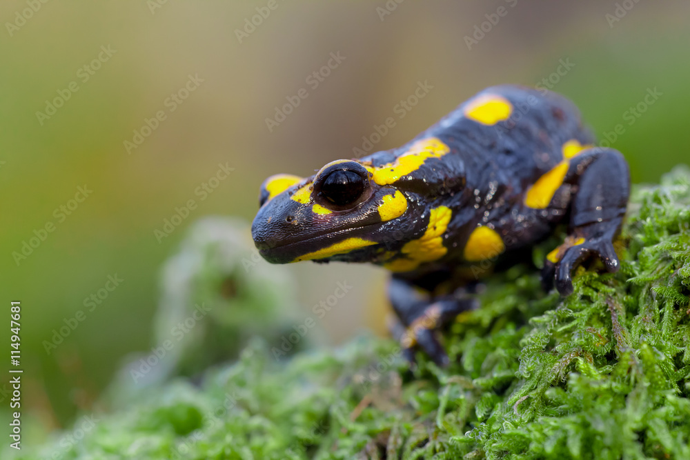Poisonous Fire salamander in its natural habitat Stock Photo | Adobe Stock