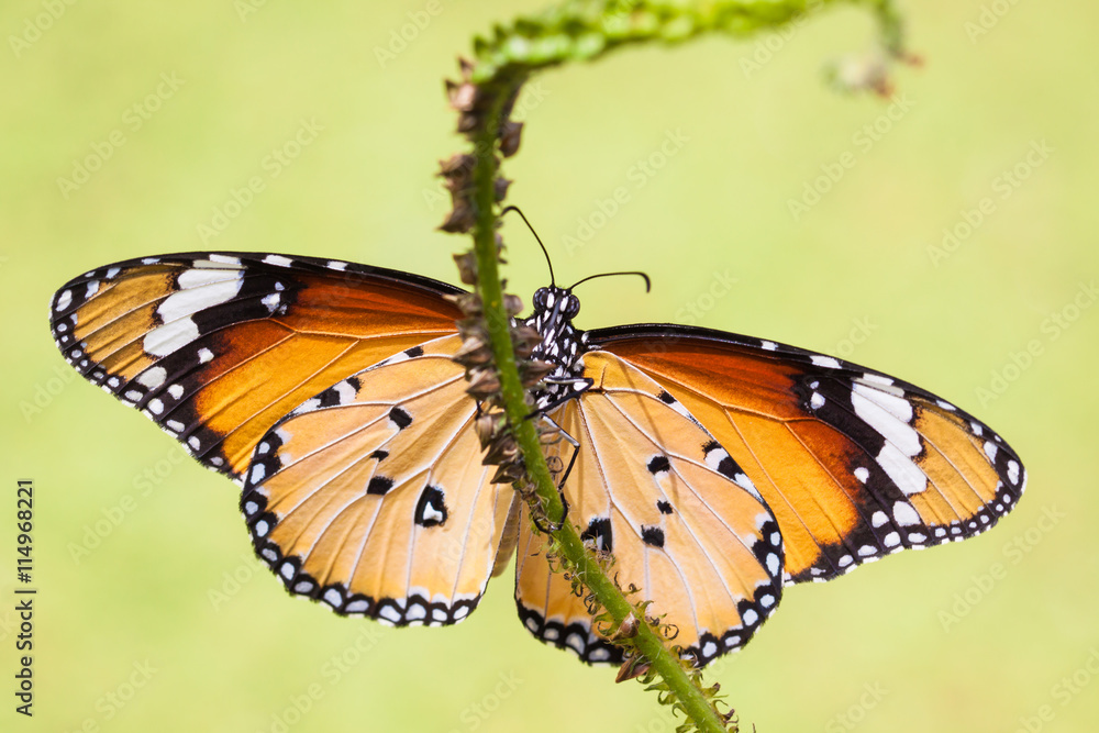 Butterfly spread its wings Stock Photo | Adobe Stock