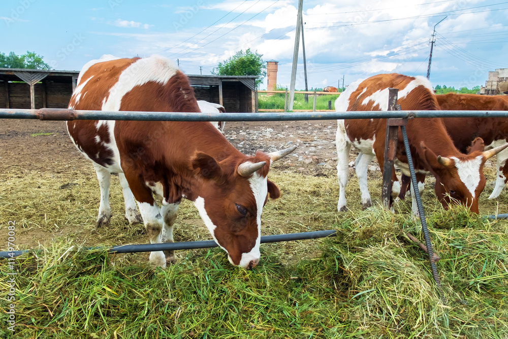 The cows in the paddock eating grass. Cattle on pasture. A herd of ...