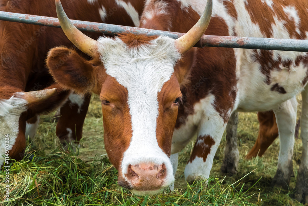 Look the cow in the paddock. A pastoral picture on the cattle country ...