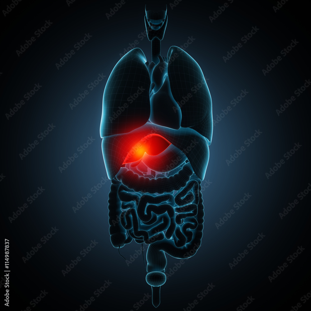 liver disease human anatomy Stock Illustration | Adobe Stock