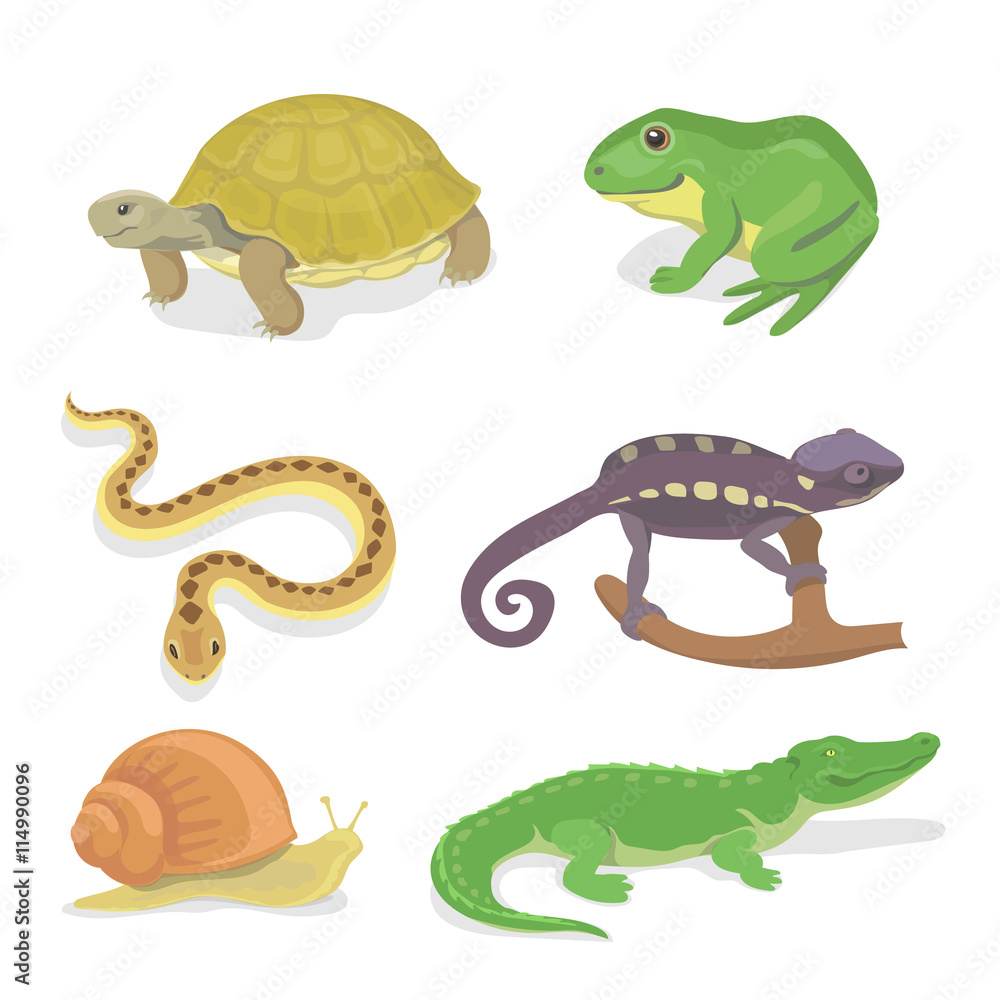 Amphibians And Reptiles Clip Art