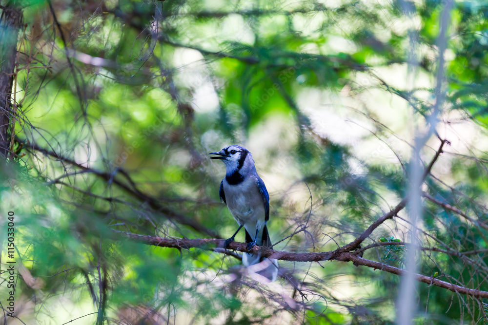 The Blue Jay is a common, large songbird is familiar to many people ...