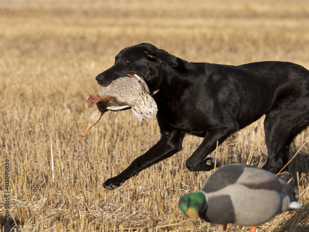Black Lab with a duck Stock Photo | Adobe Stock