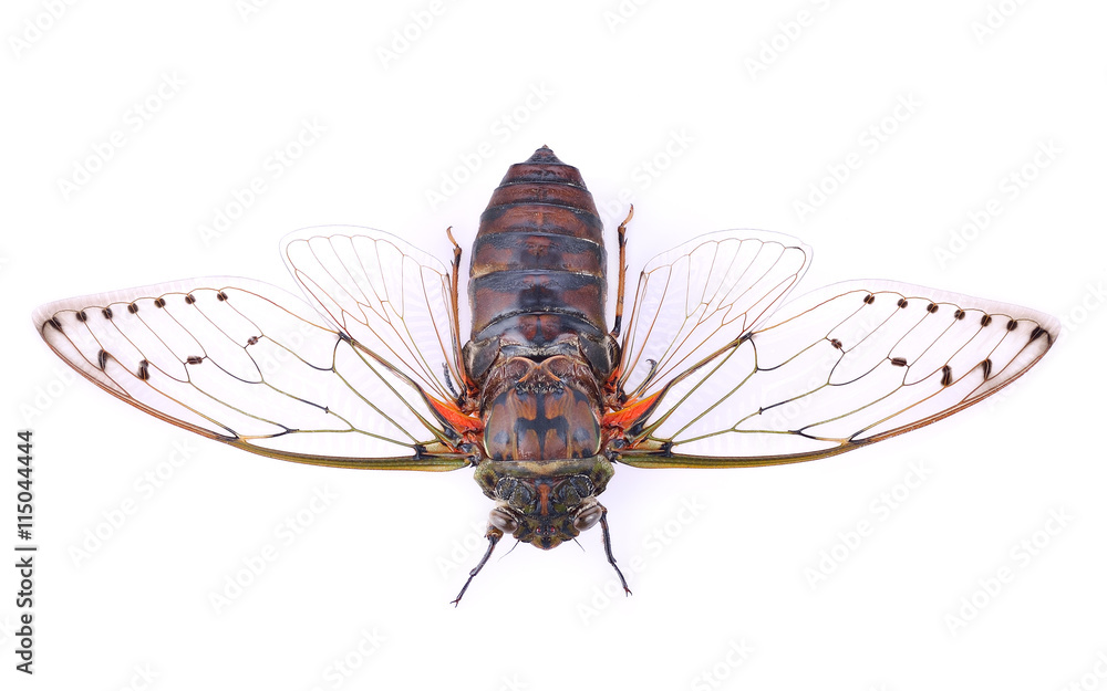 cicada insect isolated on white background Stock Photo | Adobe Stock