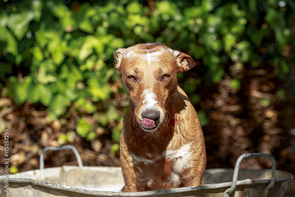 Red haired dog (Andalusian hound breed) with shampoo foam over its ...