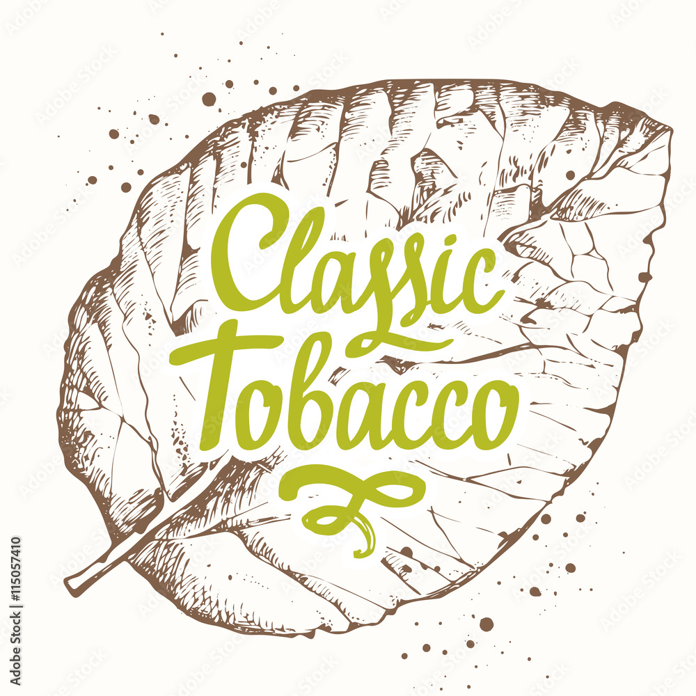 Vector illustration with tobacco leaf in sketch style. Stock Vector ...