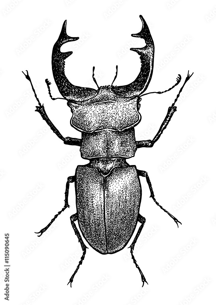 Beetle Illustration