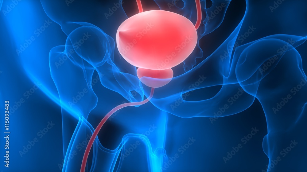 Human Body Organs (Urinary Bladder) Stock Illustration | Adobe Stock