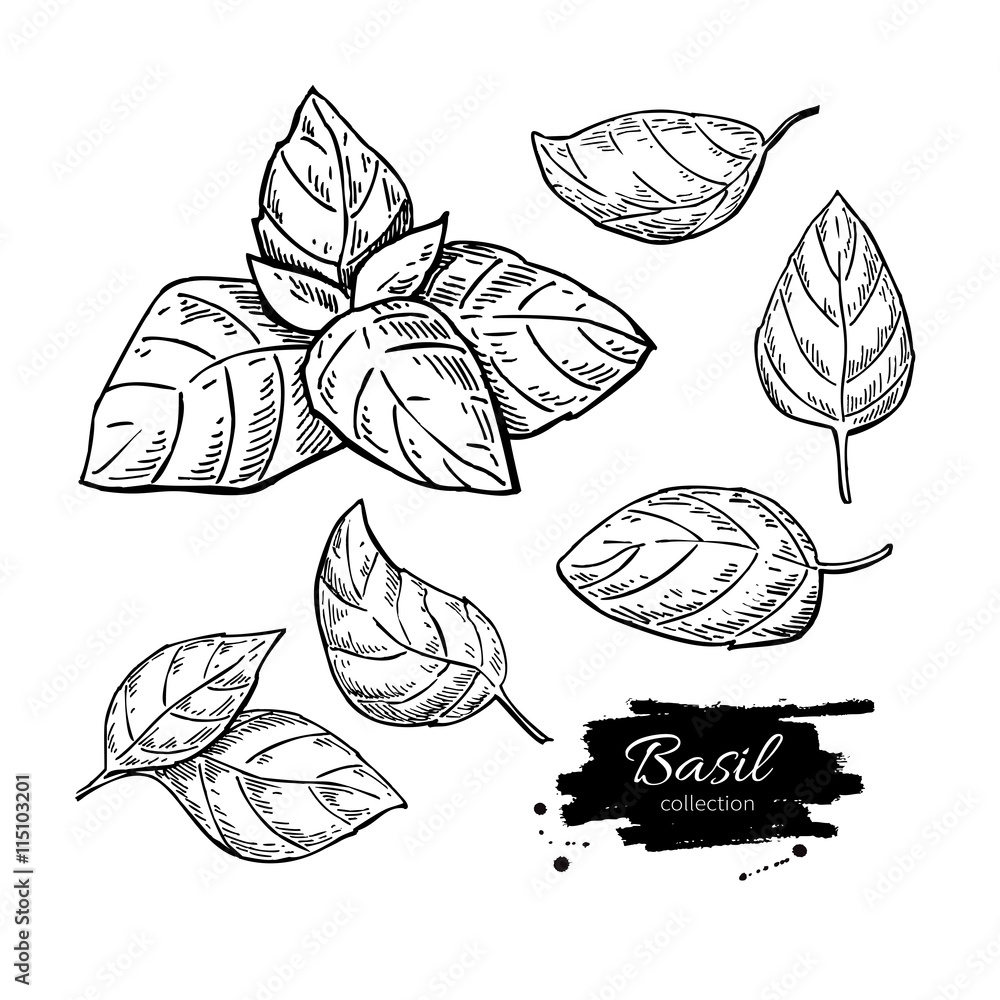 Basil Leaf Drawing