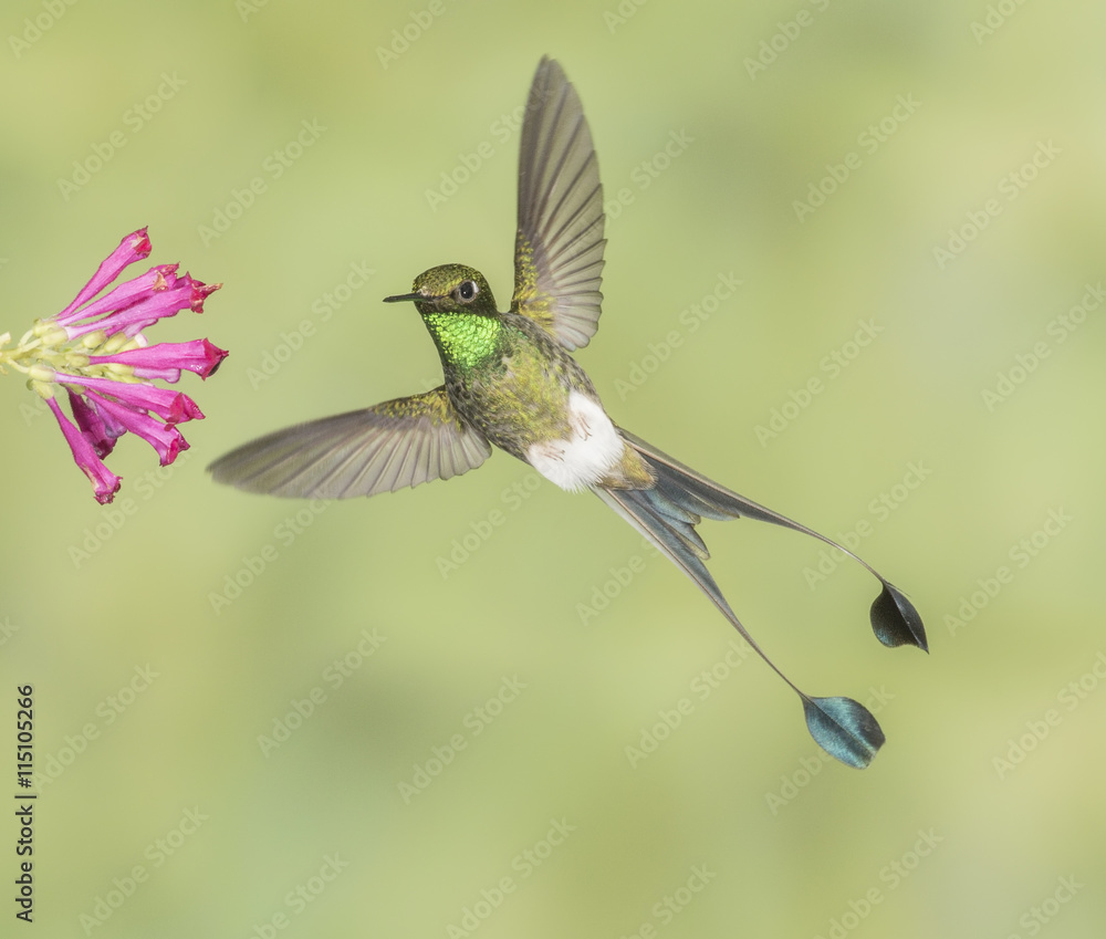 Male Booted Racket-tail - Male Booted Racket-tail hummingbird with ...