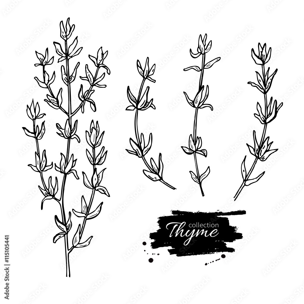 Thyme vector drawing set. Isolated thyme plant and leaves. Stock Vector ...