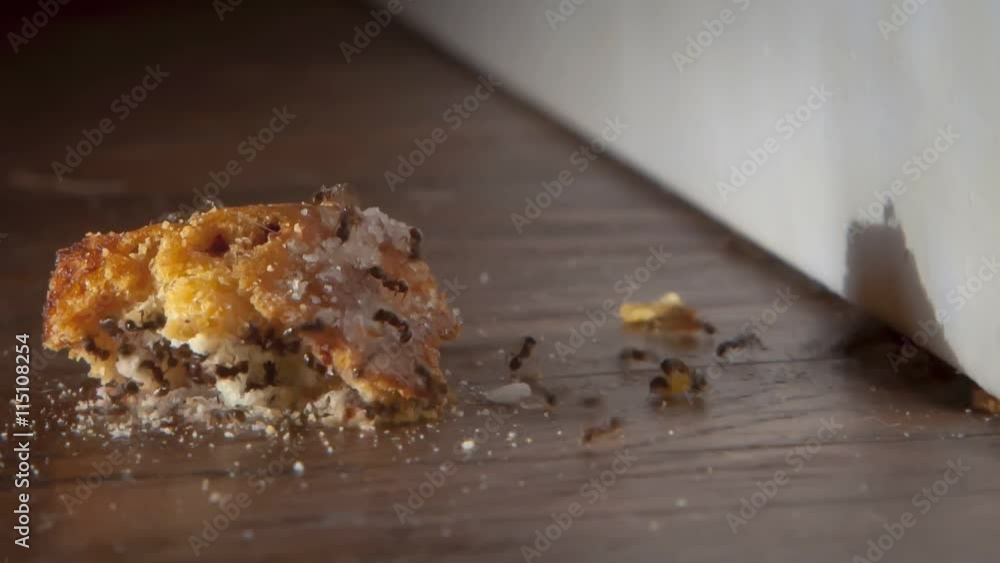 Ants Carrying Away Sweet Bread Time Lapse Stock Video | Adobe Stock