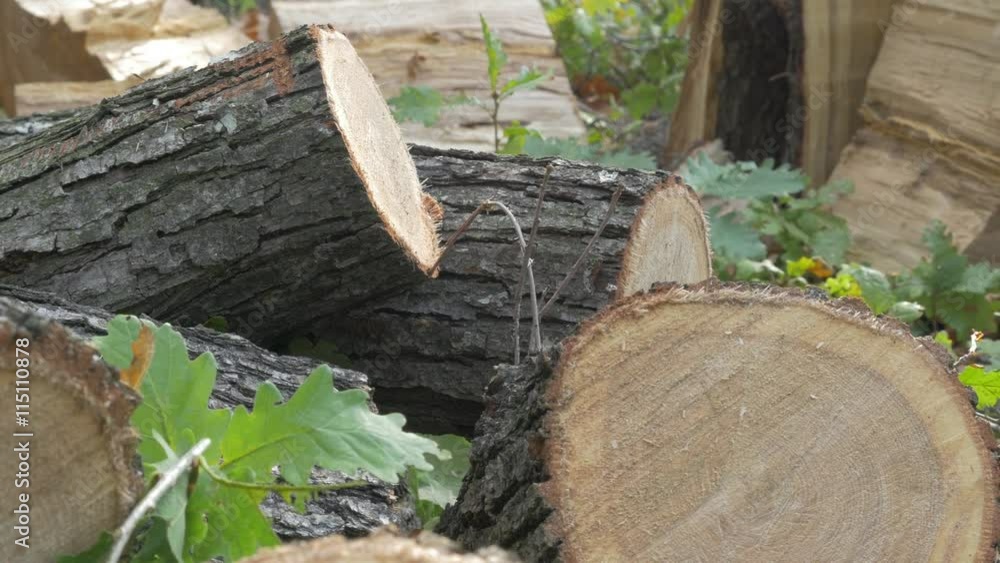 Log wood in the forest laying on ground 4K 2160p UHD video - Tree log ...