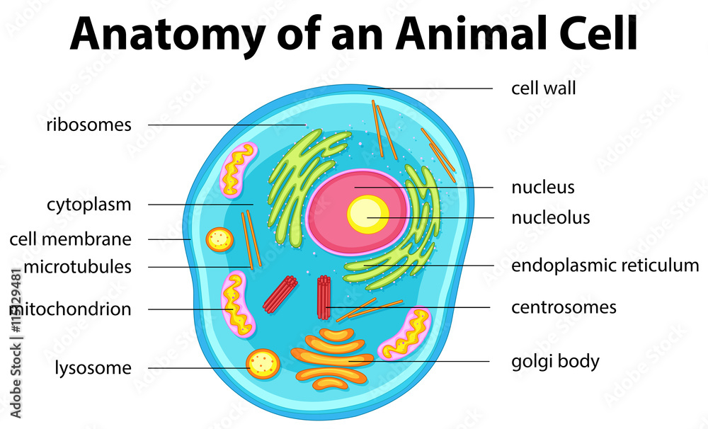 Simple Animal Cell With Labels