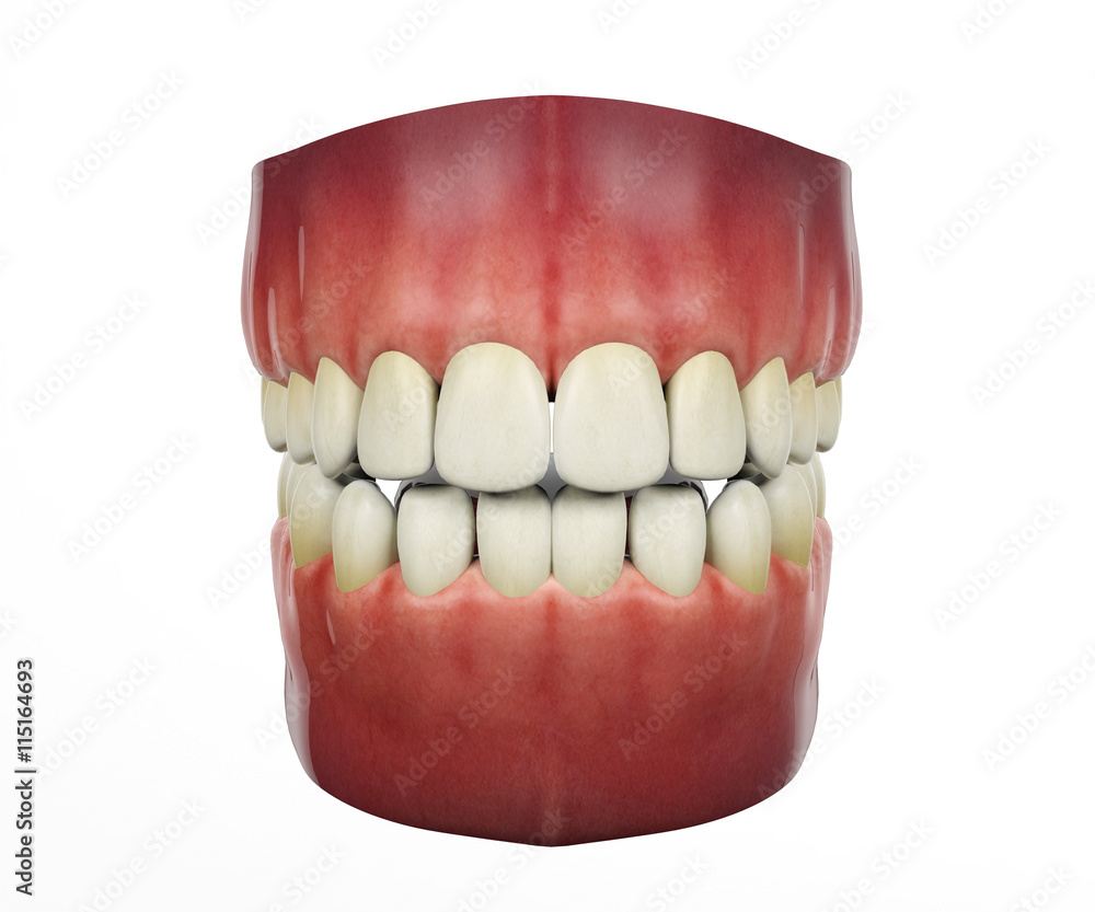 Human teeth opening isolated on white background, 3D rendering Stock ...