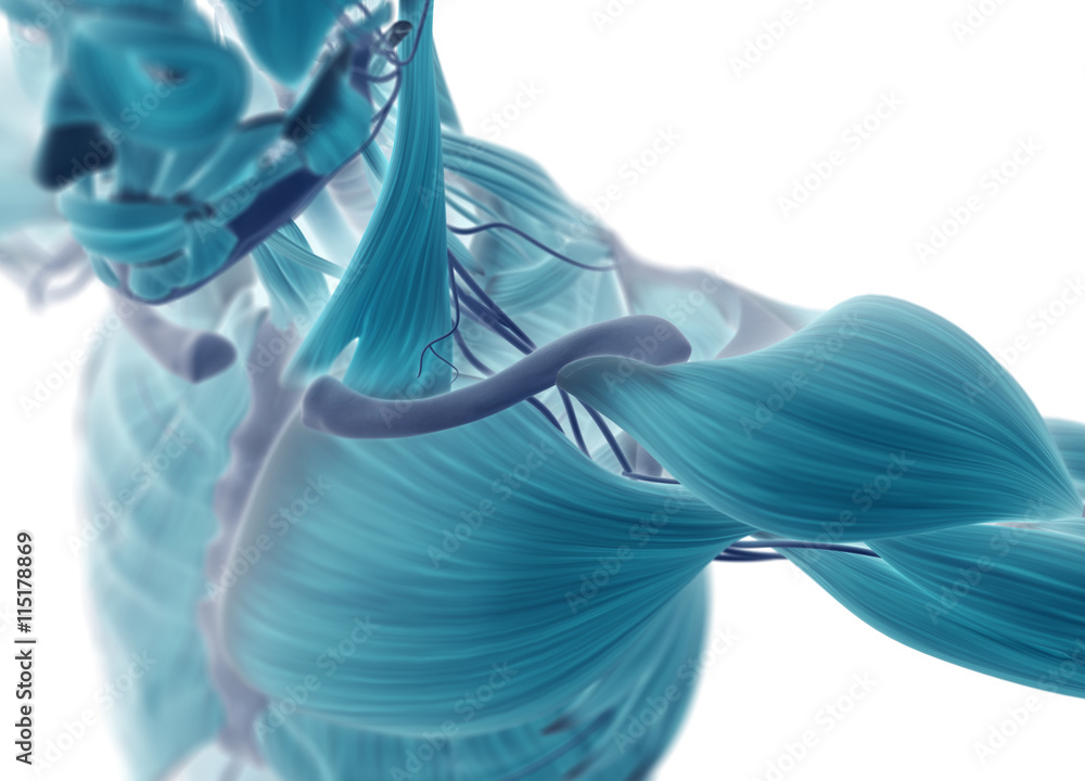 Human muscular system. Xray like image. 3D illustration. Stock ...