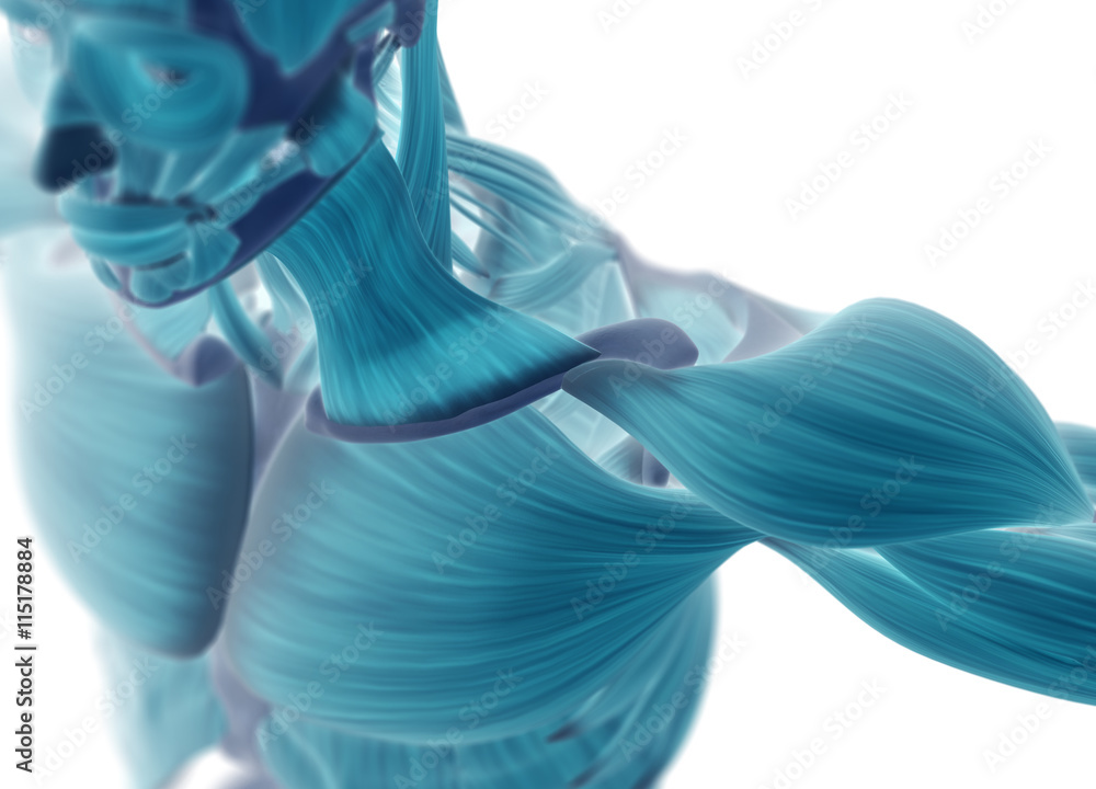Human muscular system. Xray like image. 3D illustration. Stock ...