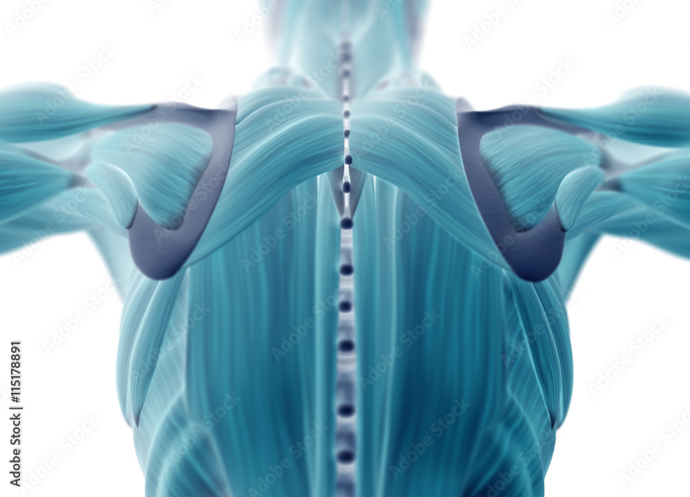 Human muscular system. Xray like image. 3D illustration. Stock ...