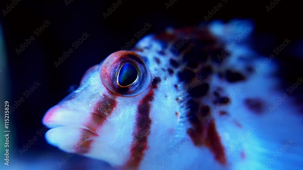 Macro shot on fish eye Stock Photo | Adobe Stock