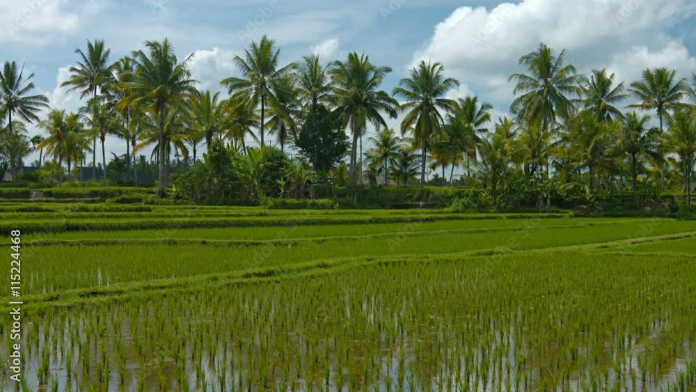 Coconut palm trees border the edges of lowland rice paddies, with rows ...