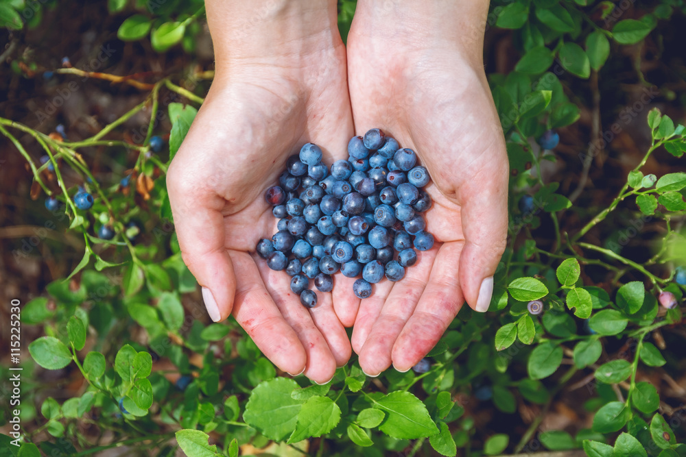 Lots of ripe, fresh blueberries in the hands of a young girl. Close up ...