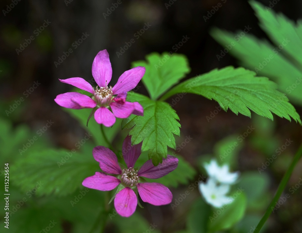Kola Peninsula, Murmansk region, Russia: Arctic Raspberry (Rubus ...
