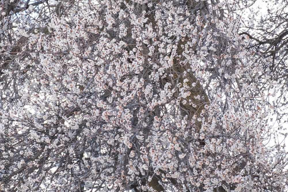 texture of white cherry blossom tree Stock Photo | Adobe Stock