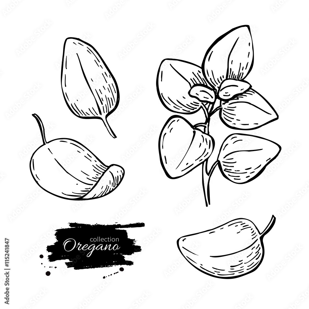 Oregano set vector drawing. Isolated Oregano plant with leaves. Stock ...