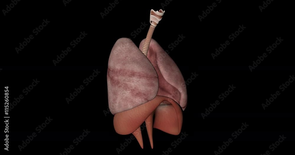 Vidéo Stock Animation of the respiratory system of a human body ...