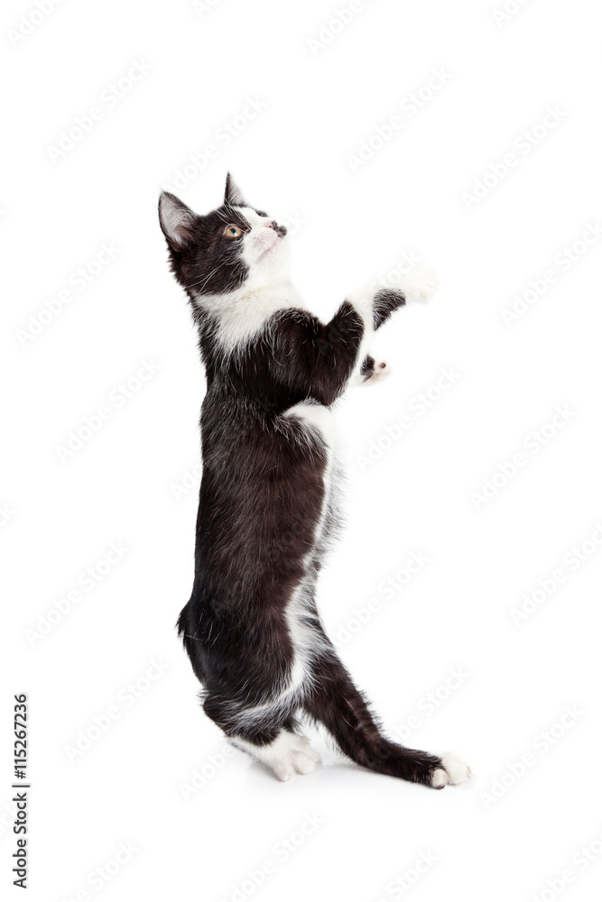 Kitten Standing Up