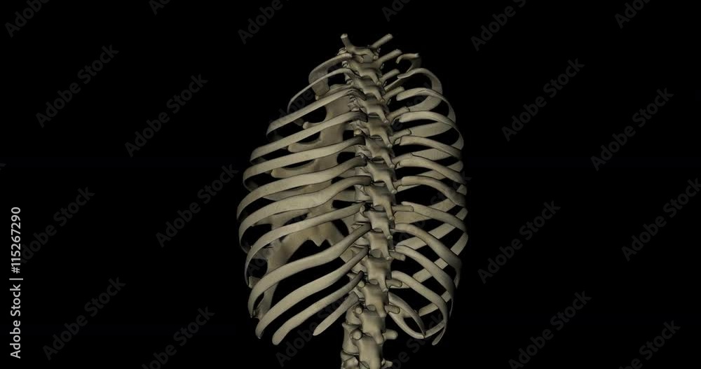Animation of thorax structure of a human body, ribs, sternum and ...