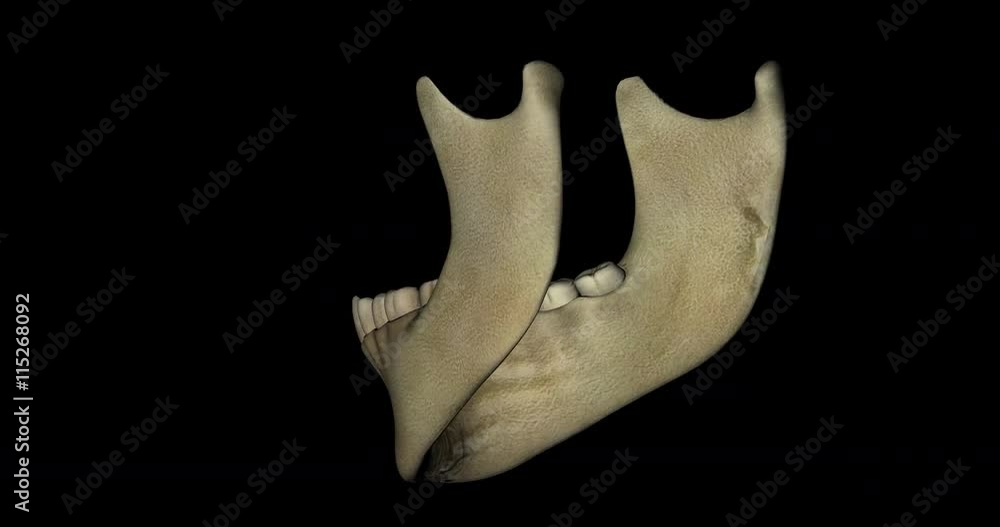 Animation of mandible bone with teeth of a skull of a skeleton human ...