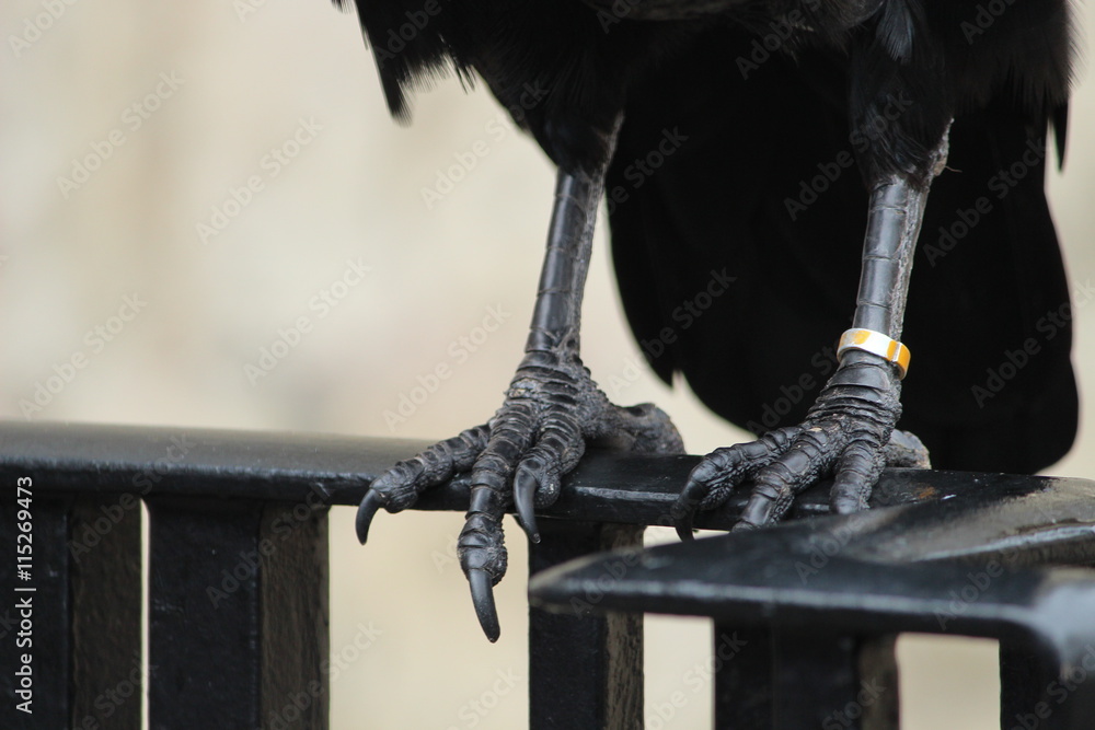 Feet of a raven in the Tower of London Stock Photo | Adobe Stock