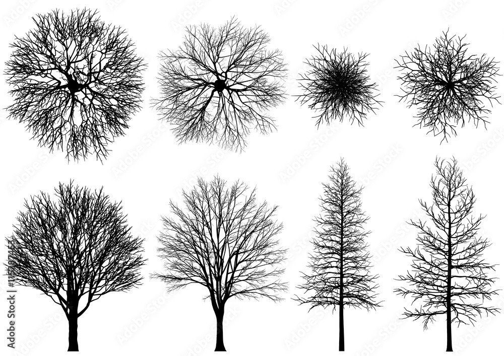 bare tree. Vector trees isolated on a white background. Stock Vector ...