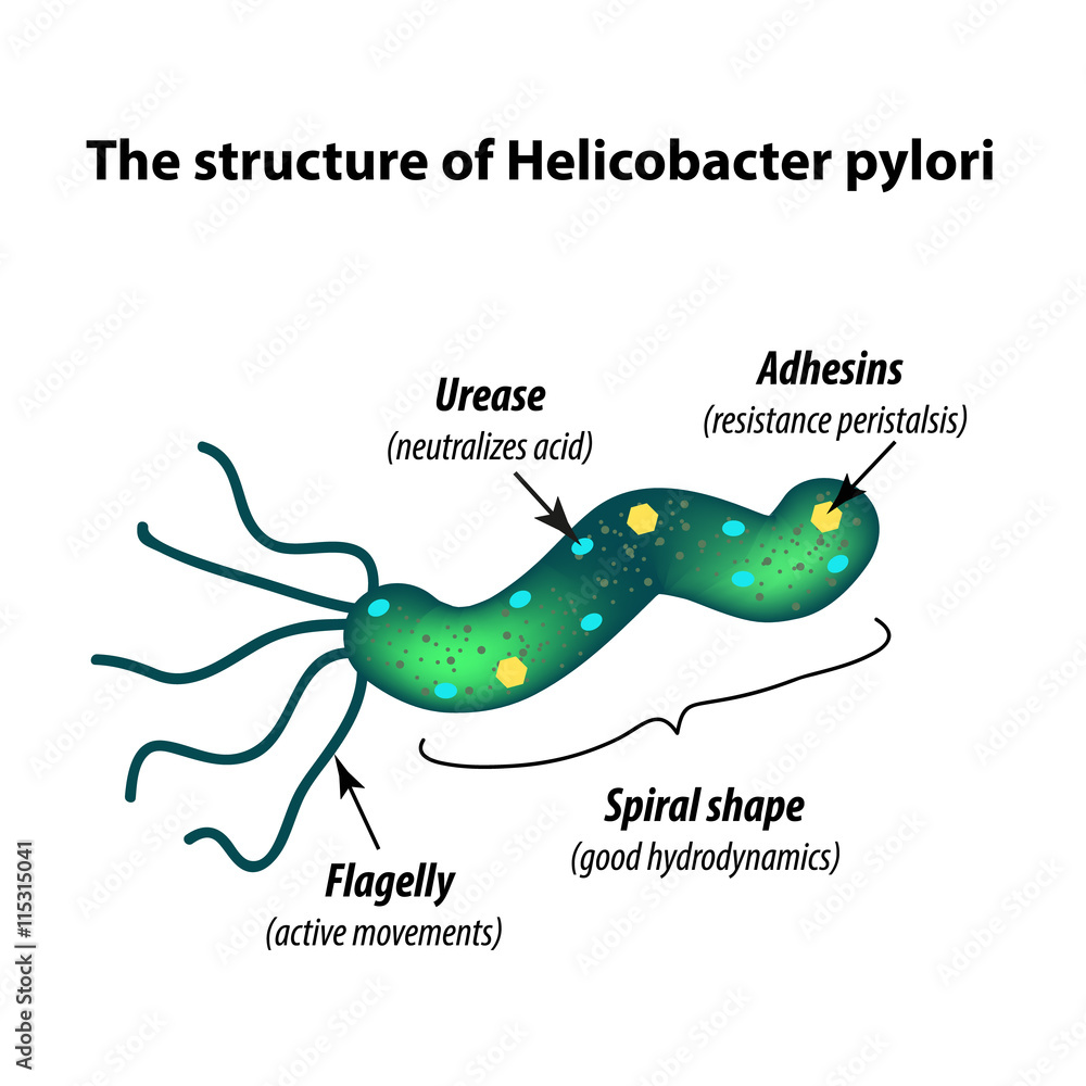 The structure of Helicobacter pylori. Infographics. Vector illustration ...